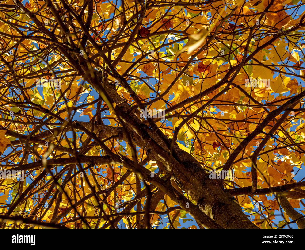 Golden tulip tree hi-res stock photography and images - Alamy