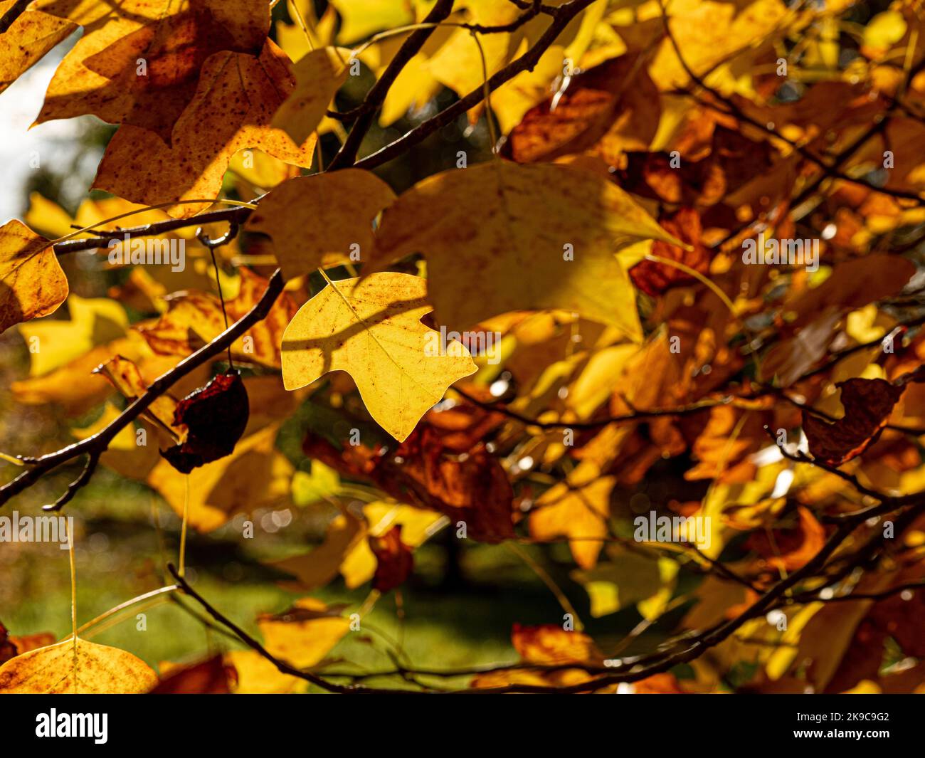 Golden autumn tree in sunny hi-res stock photography and images - Alamy