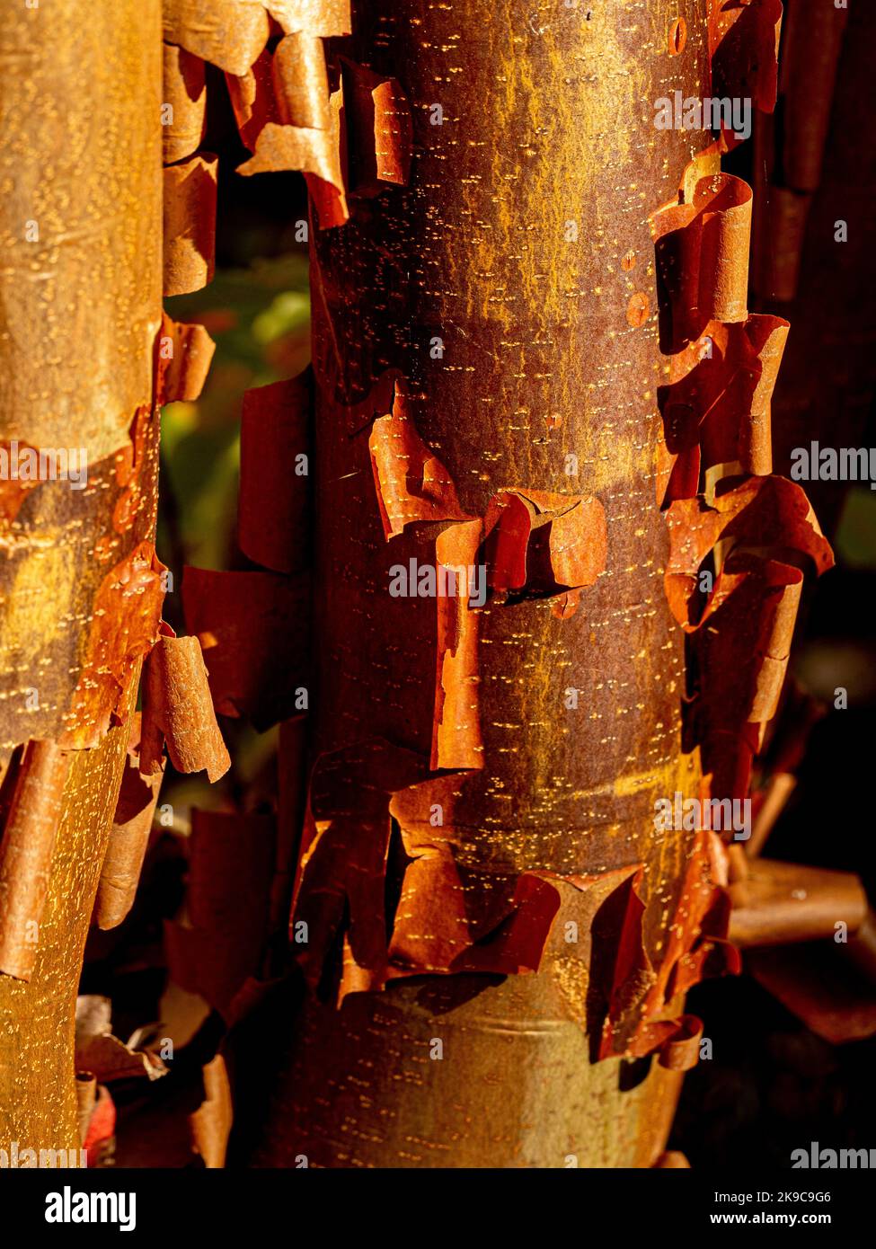 Closeup of the peeling bark of Acer griseum commonly known as the ...