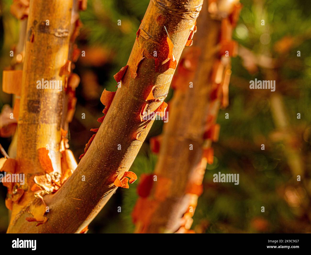 Closeup of the peeling bark of Acer griseum commonly known as the ...
