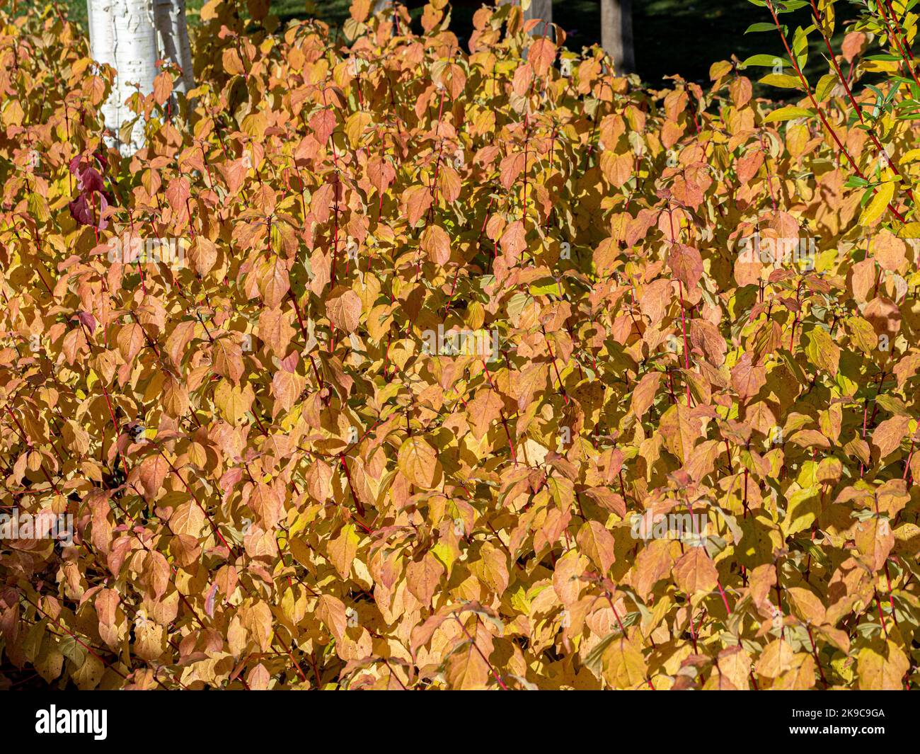 Sunlit golden leaves of Cornus 'Midwinter Fire', also know as Dogwood ...