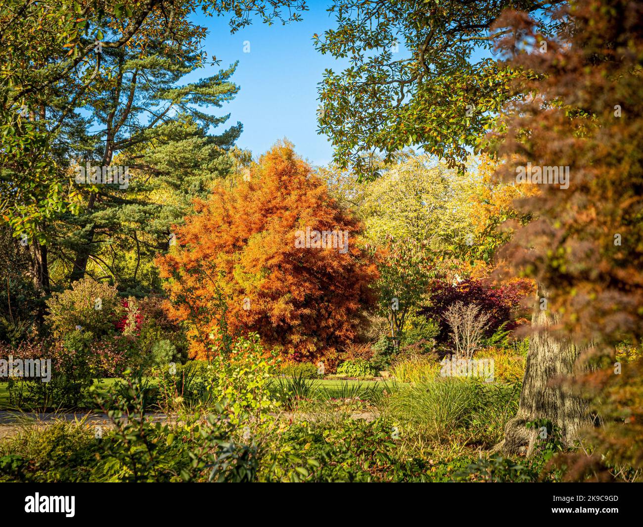 Deciduous conifer in Autumn, seen against a blue sky Stock Photo - Alamy