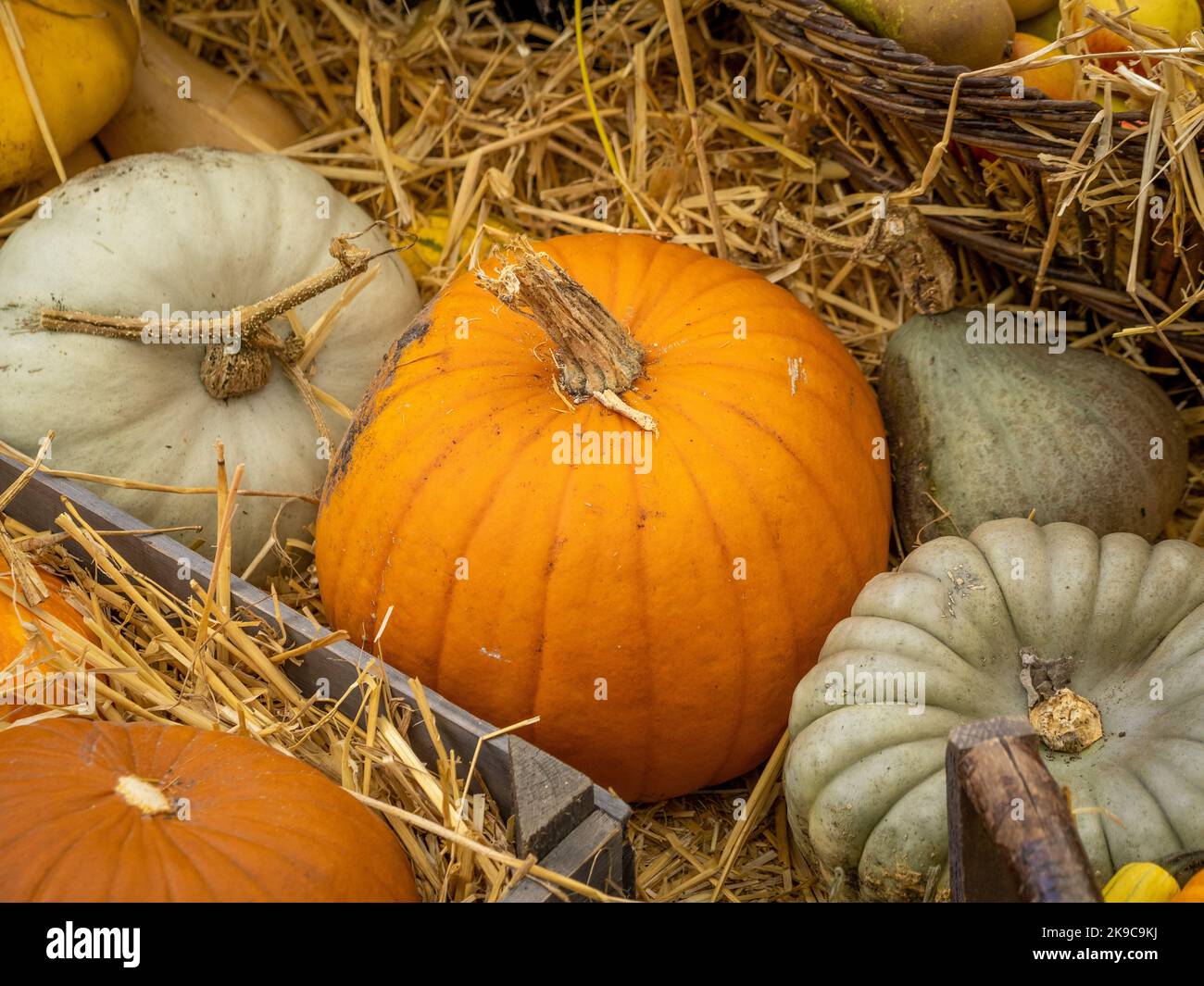 Pumpkins and squashes on a bed of straw hi-res stock photography and ...