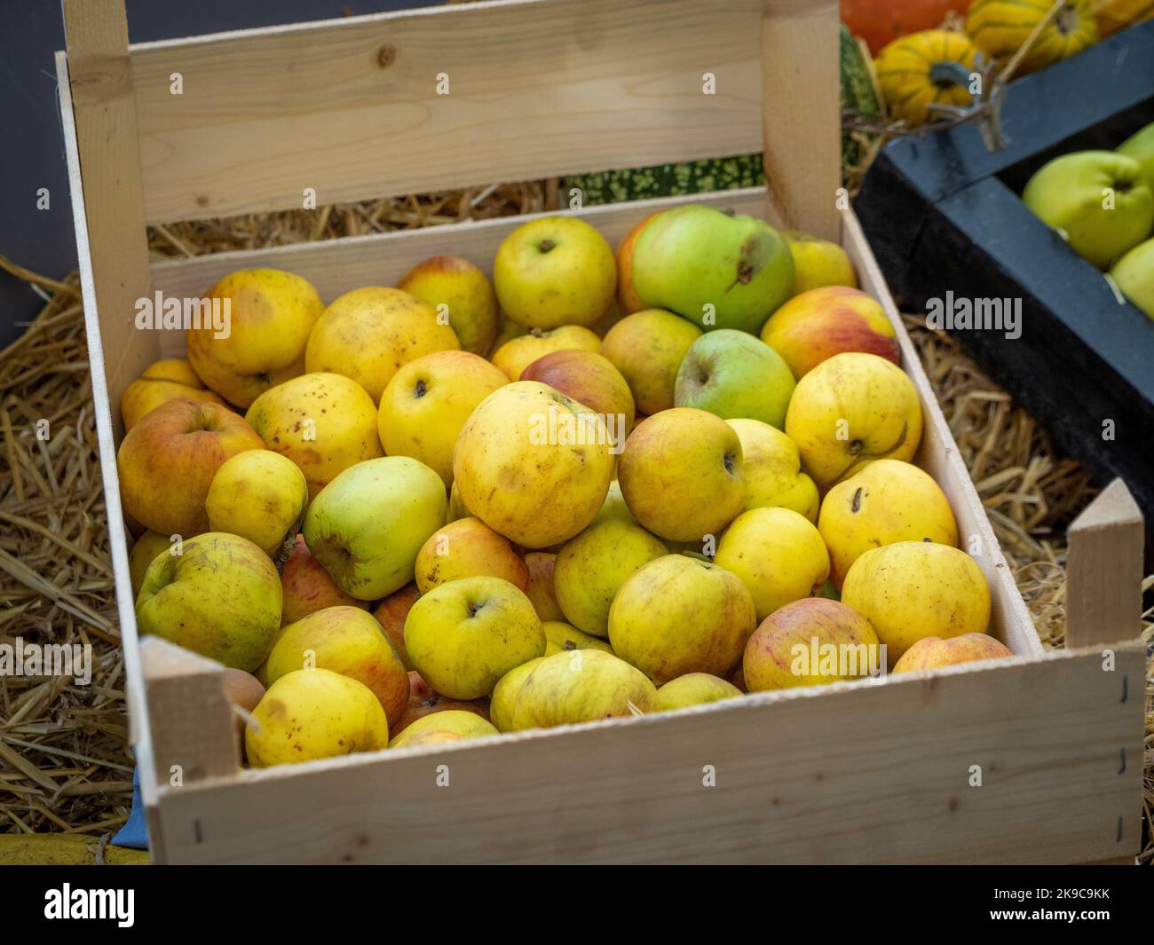 Fallen apples in a wooden crate Stock Photo - Alamy