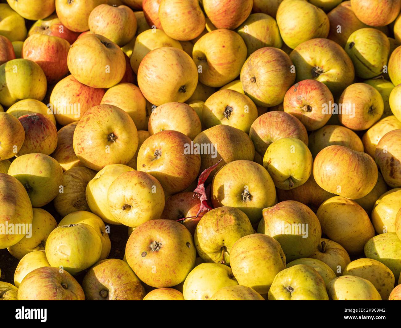 Apples that have not been harvested hi-res stock photography and images ...