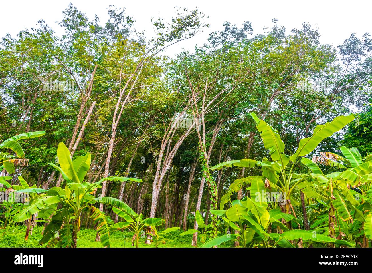 Rubber tree trees in tropical forest nature in Sakhu Thalang on Phuket ...