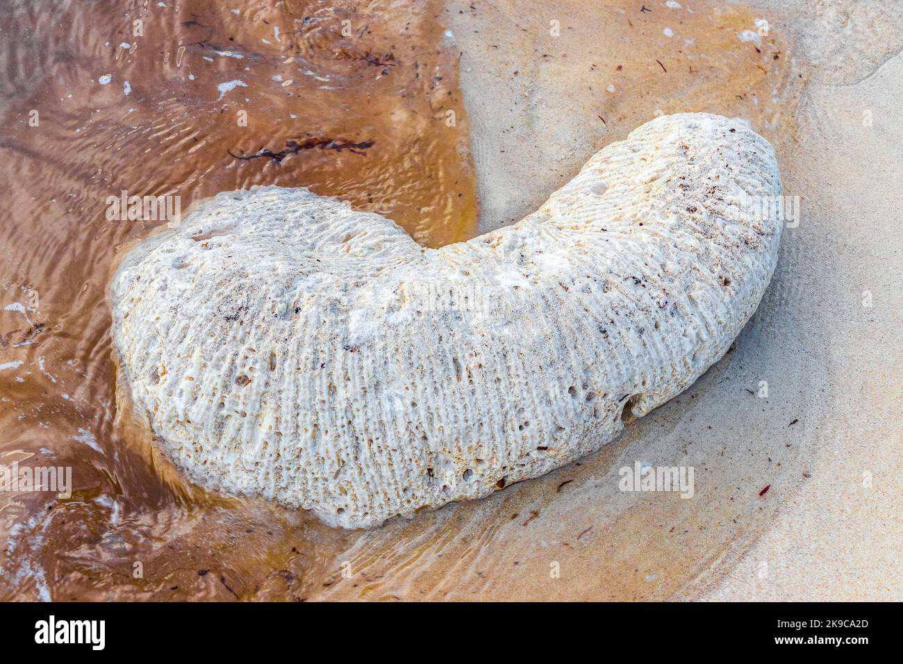 Stones shells and corals on the beach sand in Playa del Carmen Quintana ...