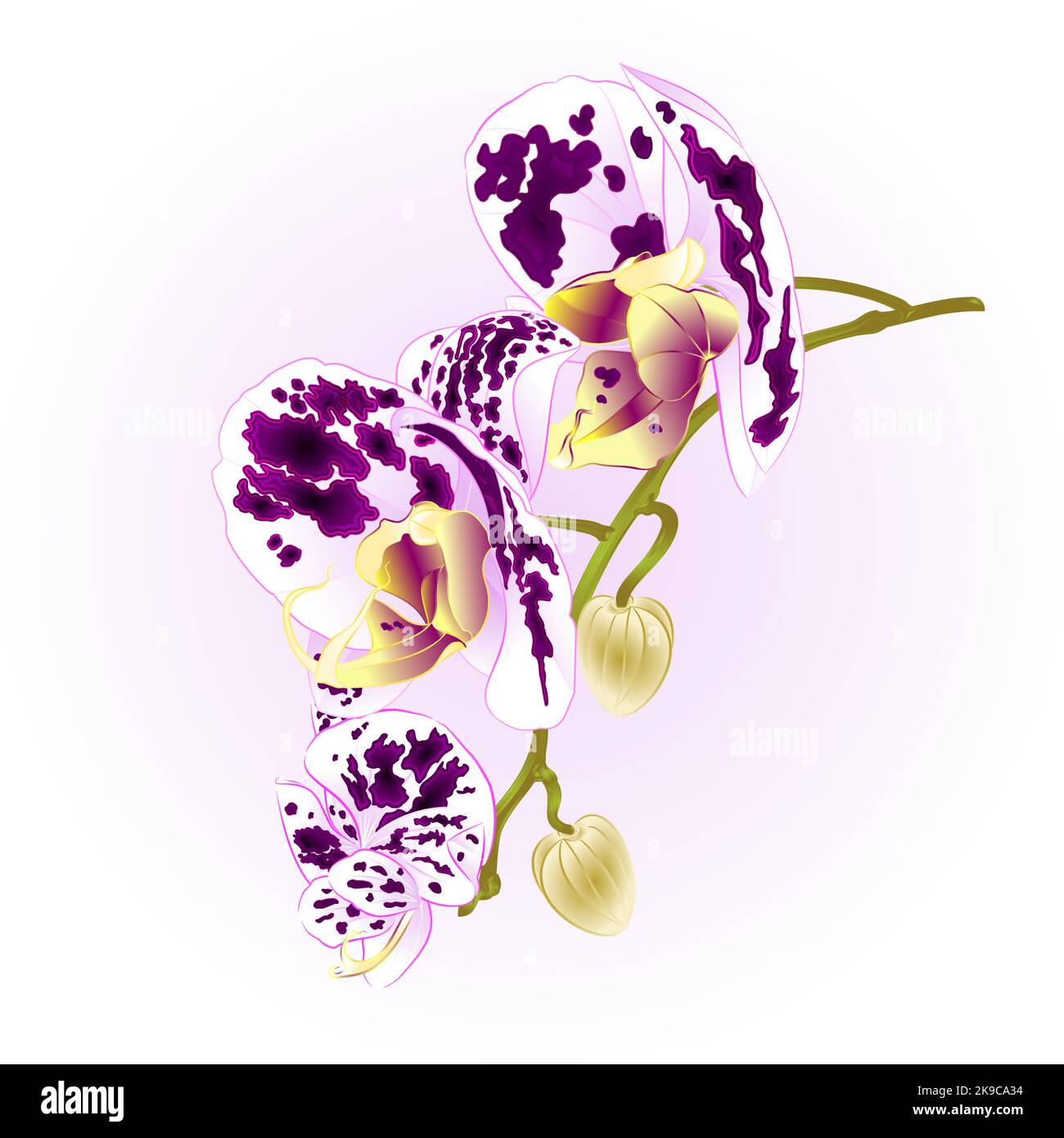 Beautiful orchid spotted white Stock Vector Images - Alamy