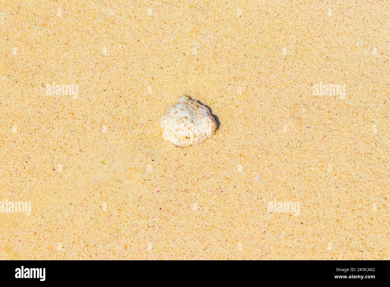 Stones shells and corals on the beach sand in Playa del Carmen Quintana ...