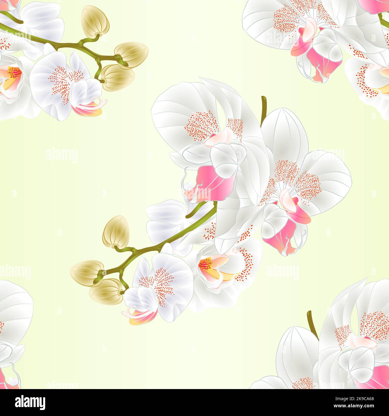 Seamless Texture Stem With Flowers And Buds Beautiful Orchid White