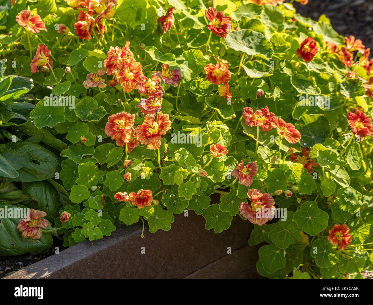Companion planting hi-res stock photography and images - Alamy