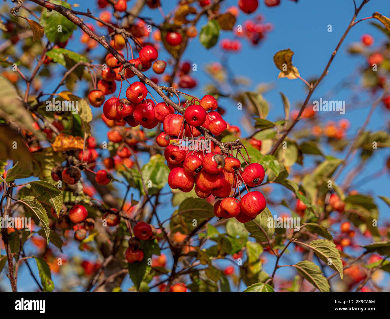 The ripe fruit of Malus Evereste. Commonly know as crab apples Stock ...