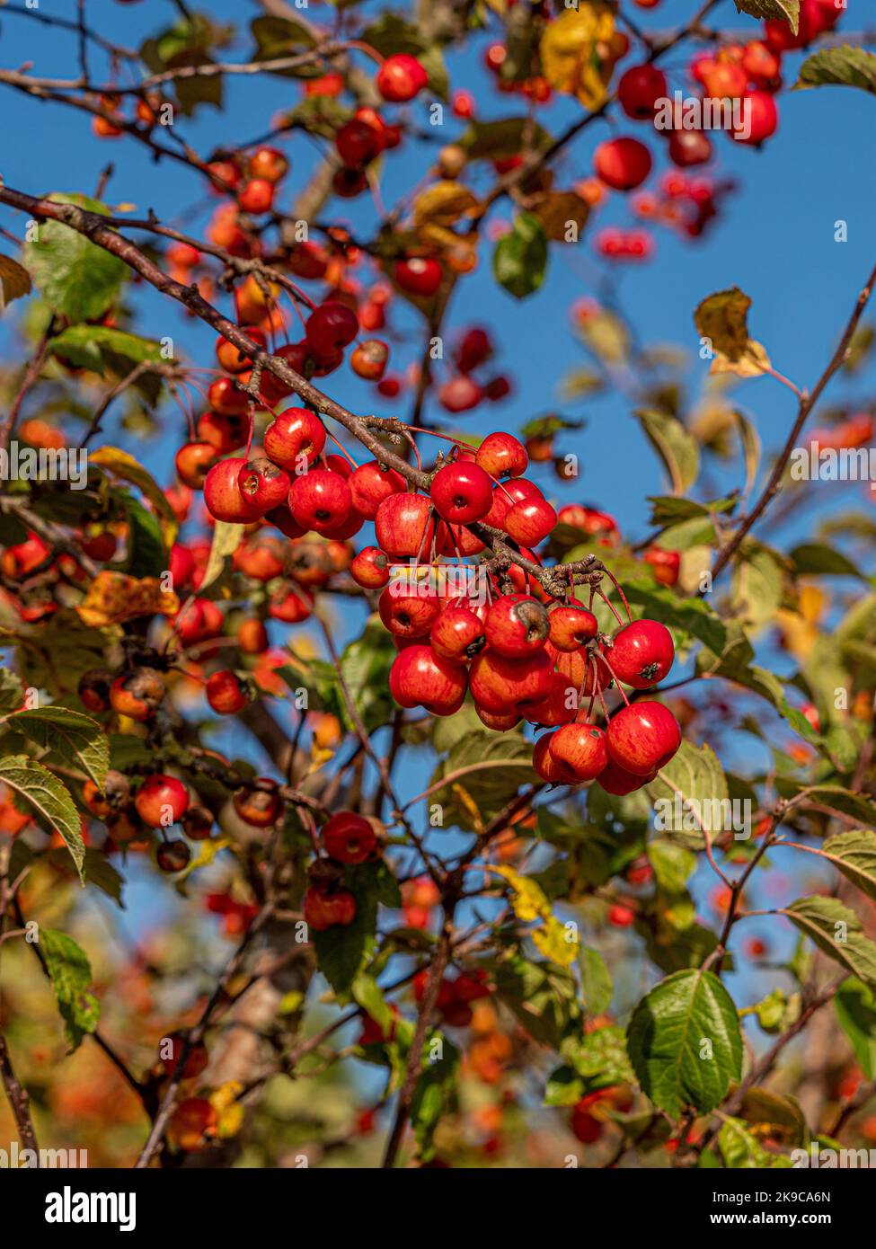 The ripe fruit of Malus Evereste. Commonly know as crab apples Stock ...