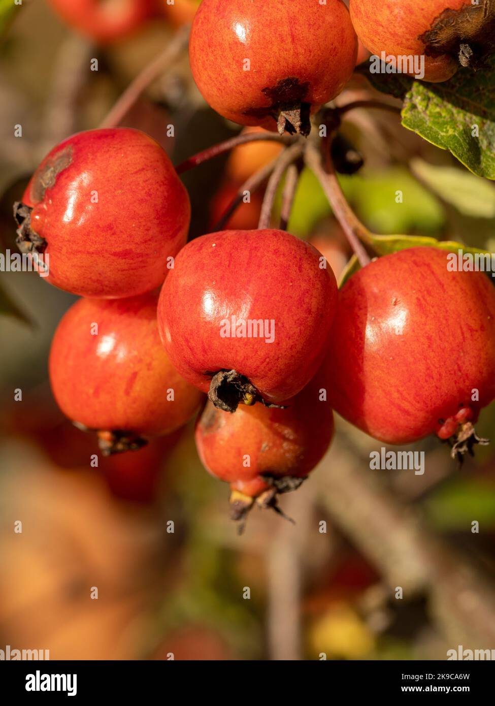 Closeup of the ripe fruit of Malus Evereste. Commonly know as crab ...