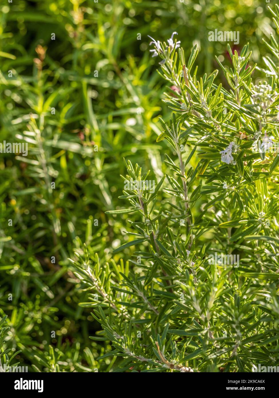 Rosemary (Rosmarinus officinalis ‘albus’) growing in a UK garden Stock ...