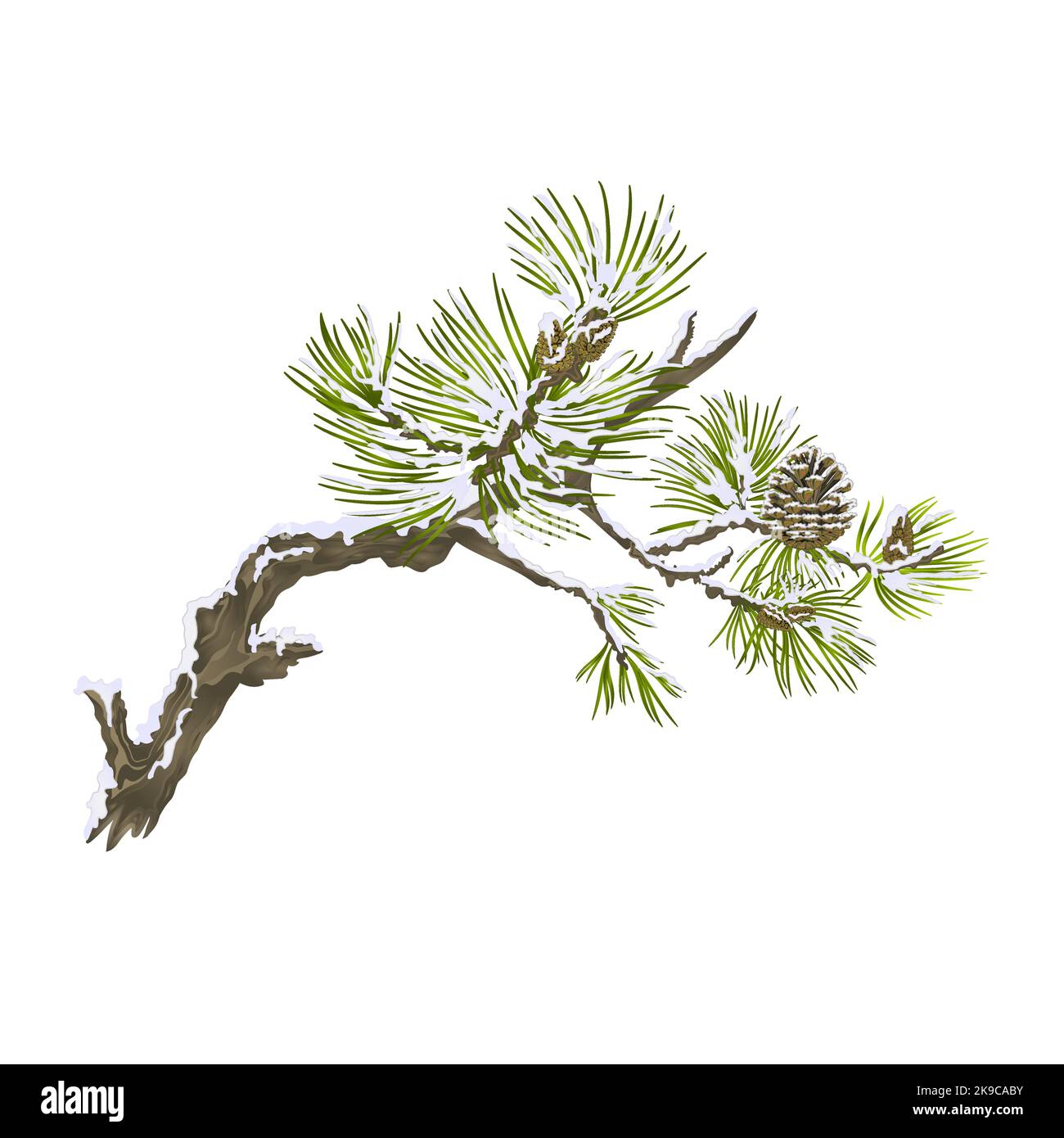 Pine branches and cones needles and snow on a white background vintage ...