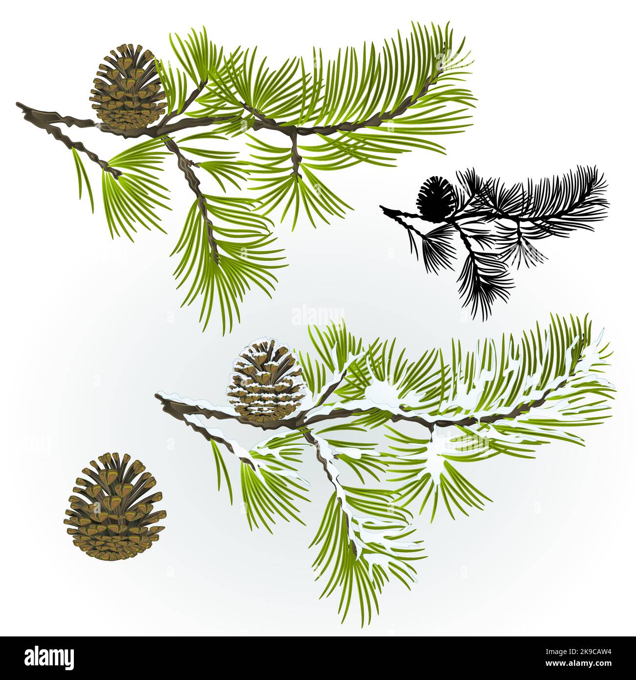 Pine tree and pine cones branch autumnal and winter snowy and ...