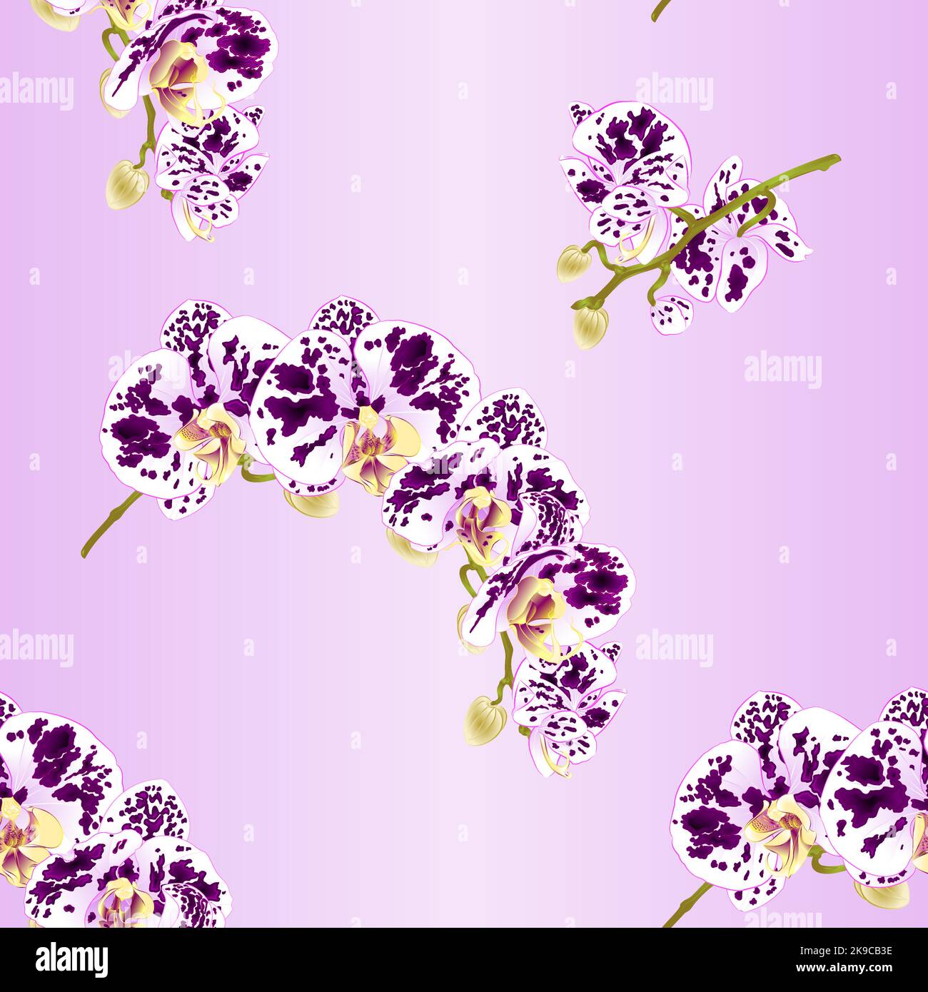 Seamless Texture Beautiful Phalaenopsis Orchid Spotted White And Purple