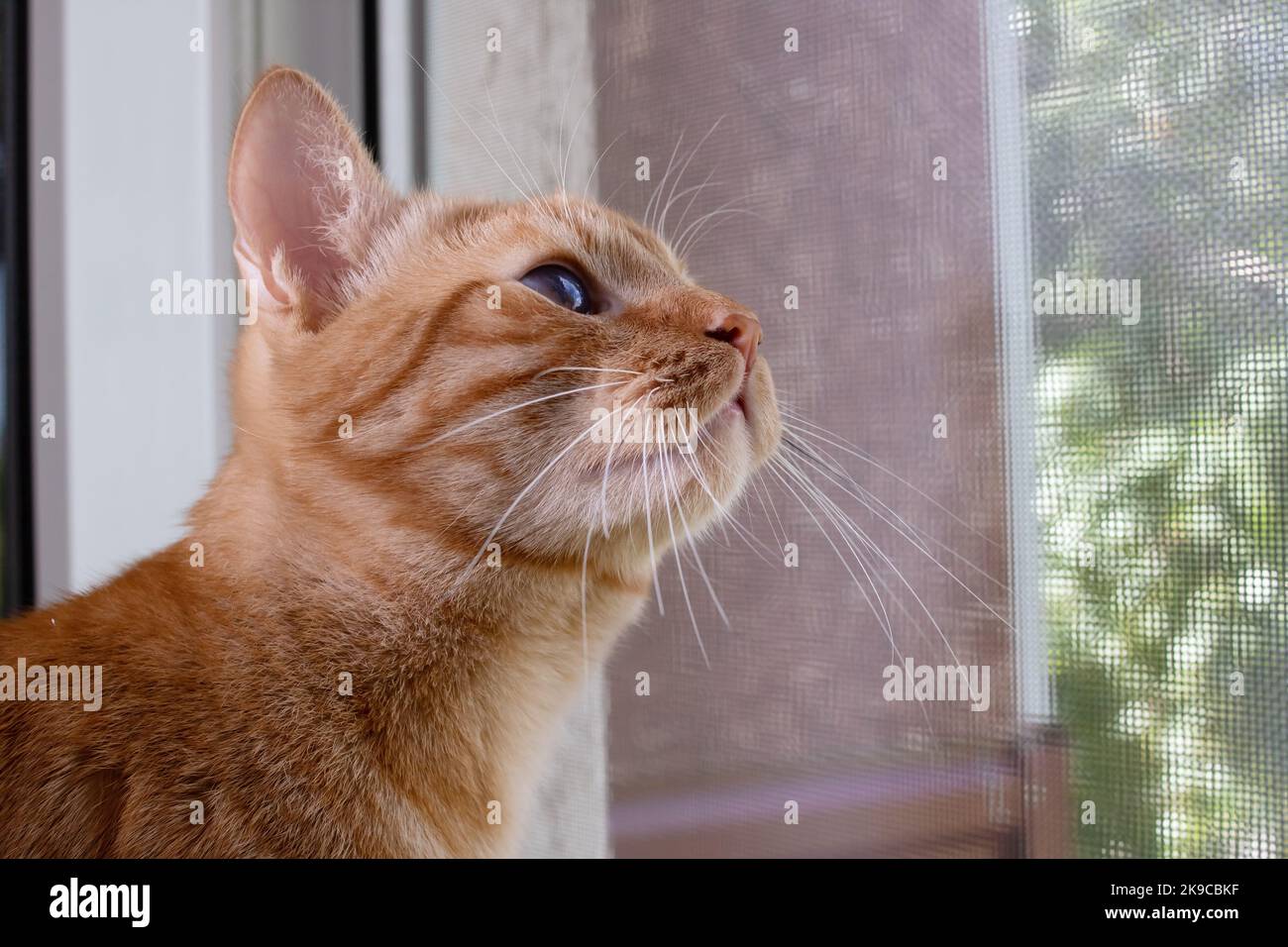 A red cat sits on a windowsill and looks out the window Stock Photo - Alamy