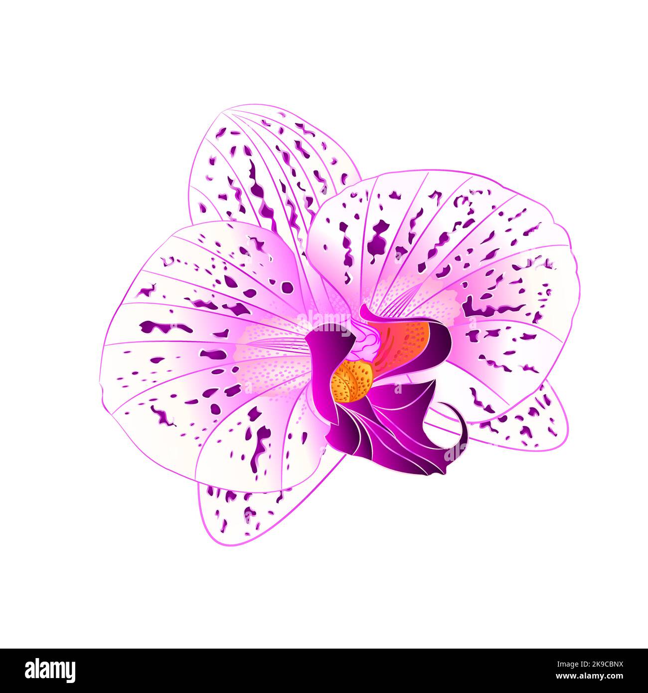 Purple and white Orchid Phalaenopsis flower closeup on a white ...