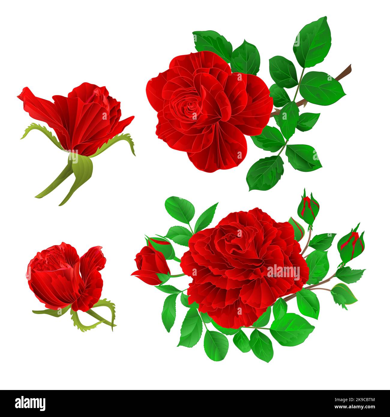 Red roses with buds and leaves vintage on a white background set first ...