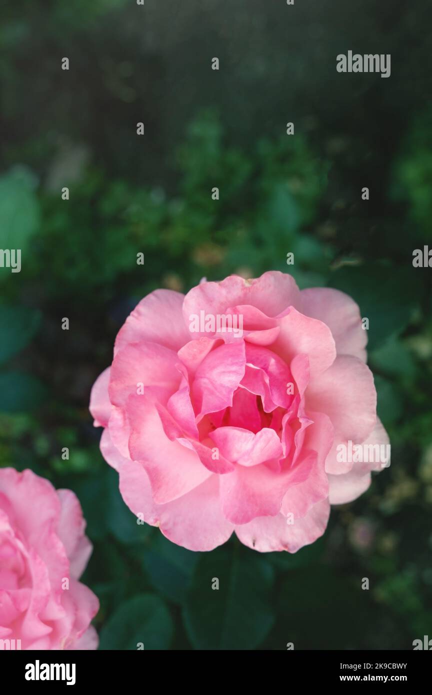 Pink rose in the garden at sunny day. Photo of an English bush of pale ...