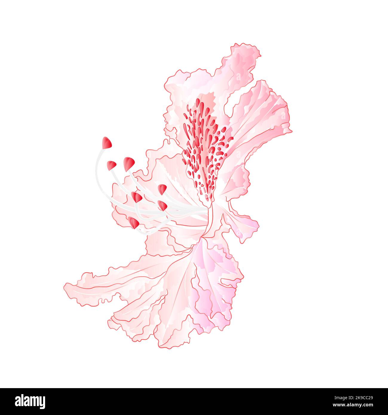 Blossoms light pink rhododendron mountain shrub vintage vector ...