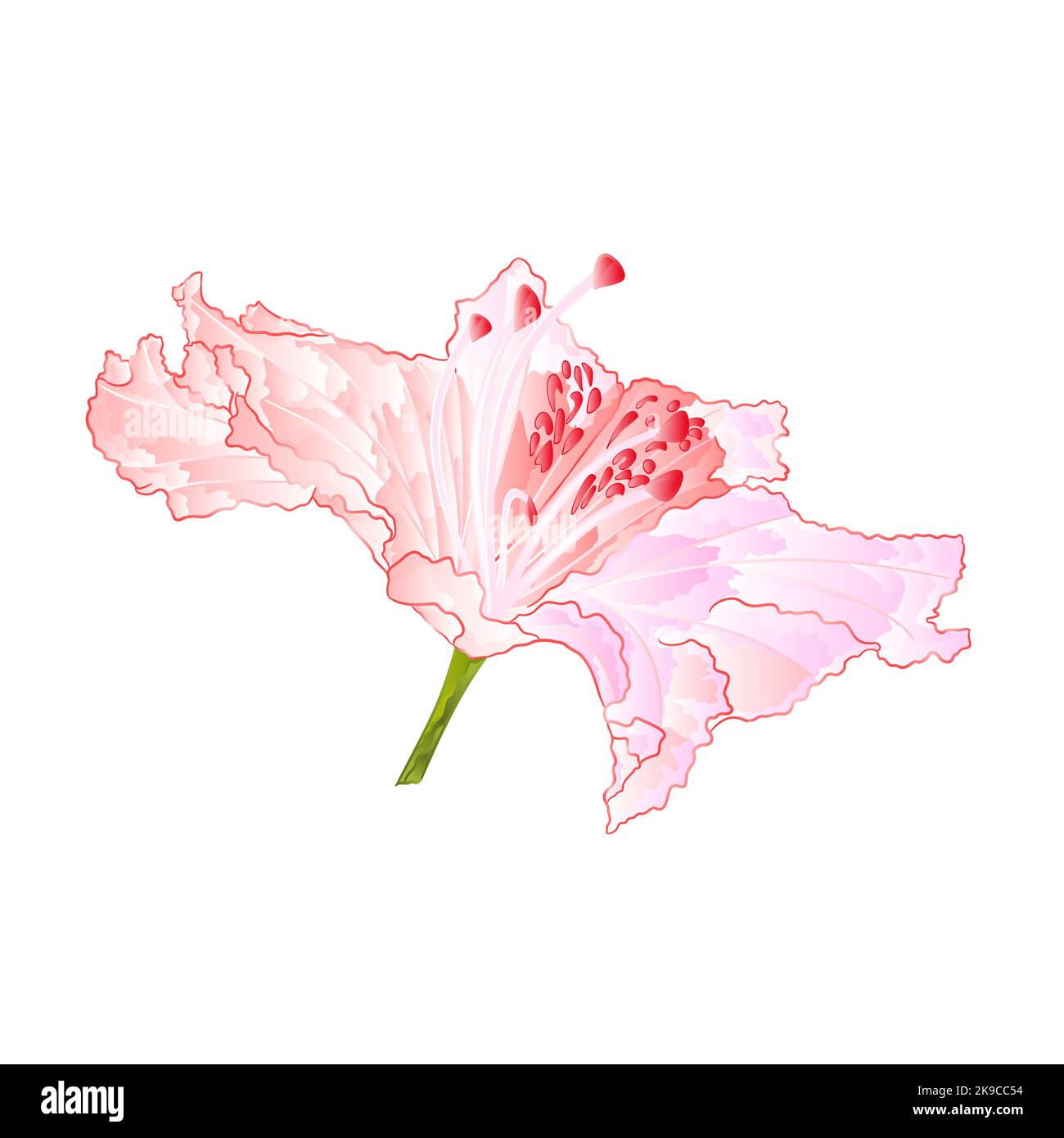 Light pink blossoms rhododendrons mountain shrub vintage vector ... Light pink blossoms rhododendrons mountain shrub vintage vector ...
