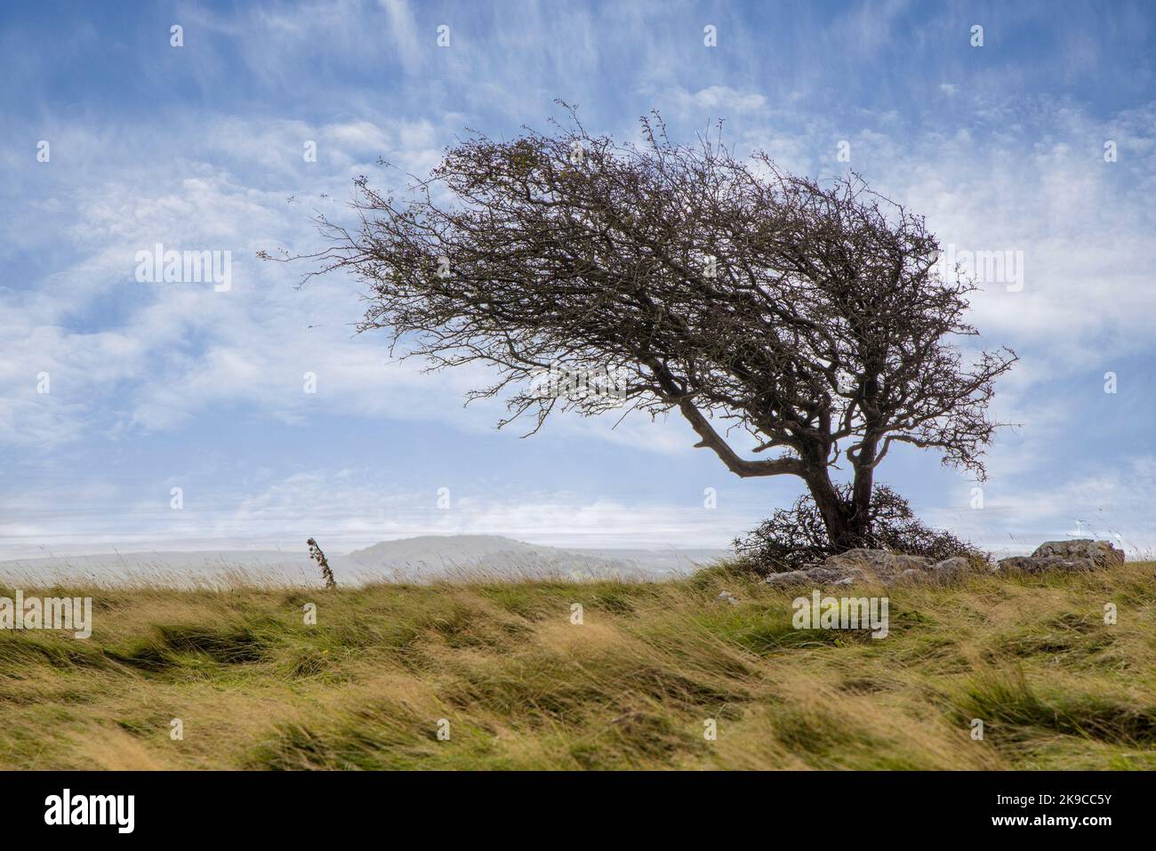 Tree windblown and leaning over on Hampsfell, Lake District, UK Stock ...