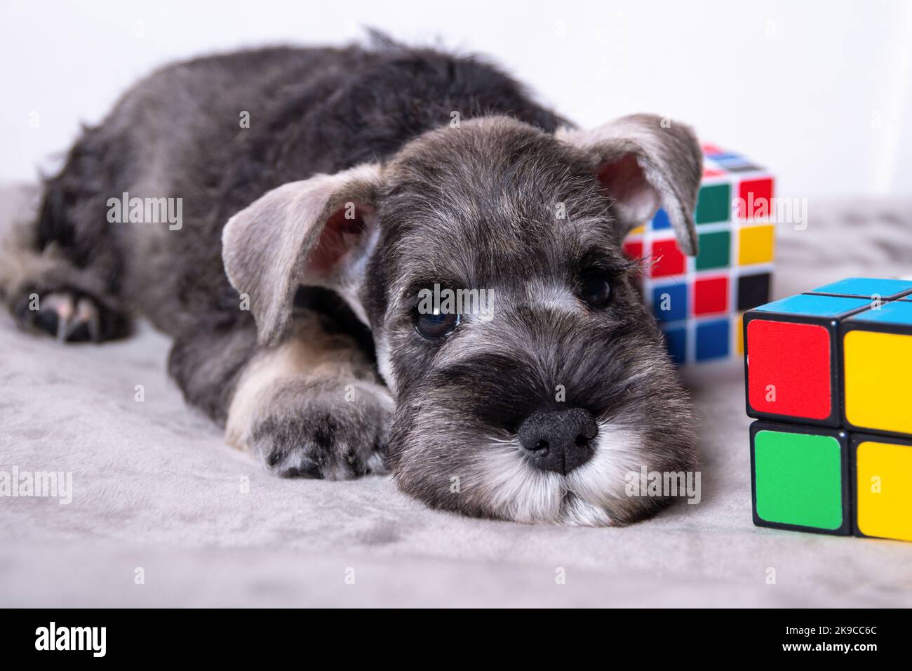 A miniature schnauzer of white and gray color lies on a light ...