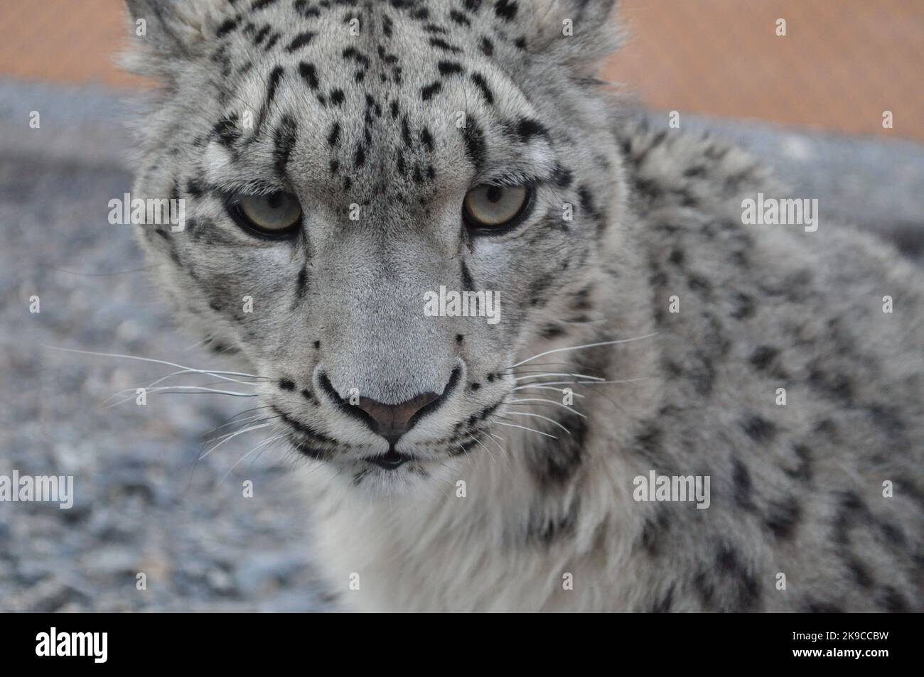 Snow leopard cub hi-res stock photography and images - Alamy