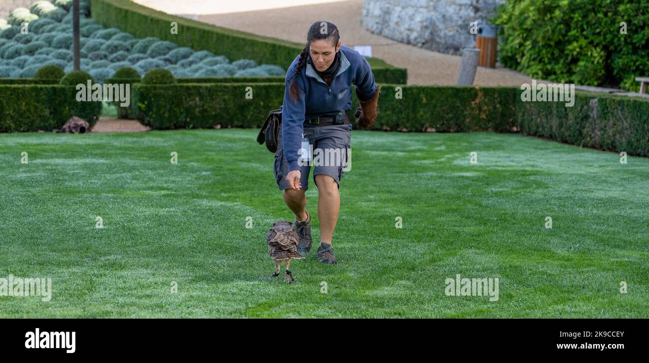 close up of a Pharaoh eagle-owl (Bubo ascalaphus) running across a ...