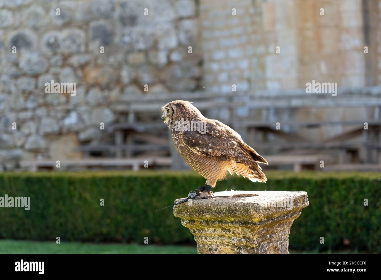 close up of a Pharaoh eagle-owl (Bubo ascalaphus) on a stone pedestal ...