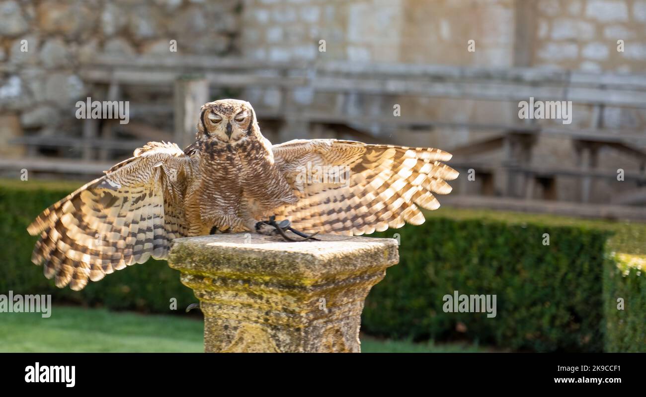 close up of a Pharaoh eagle-owl (Bubo ascalaphus) on a stone pedestal ...