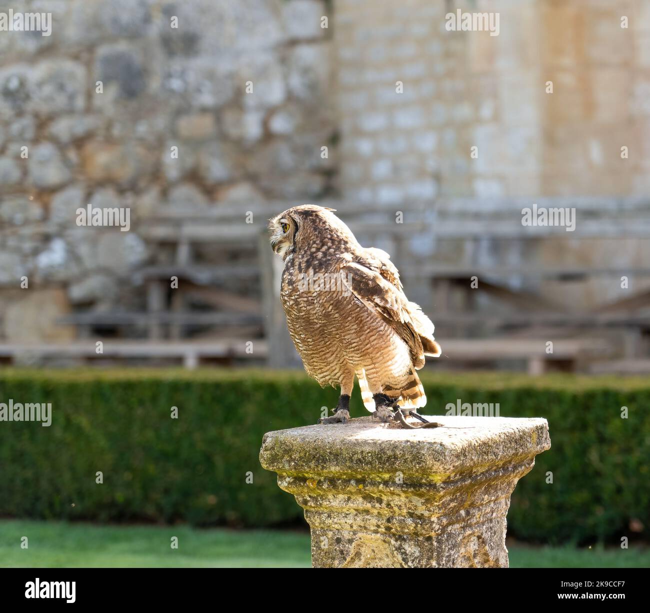 close up of a Pharaoh eagle-owl (Bubo ascalaphus) on a stone pedestal ...