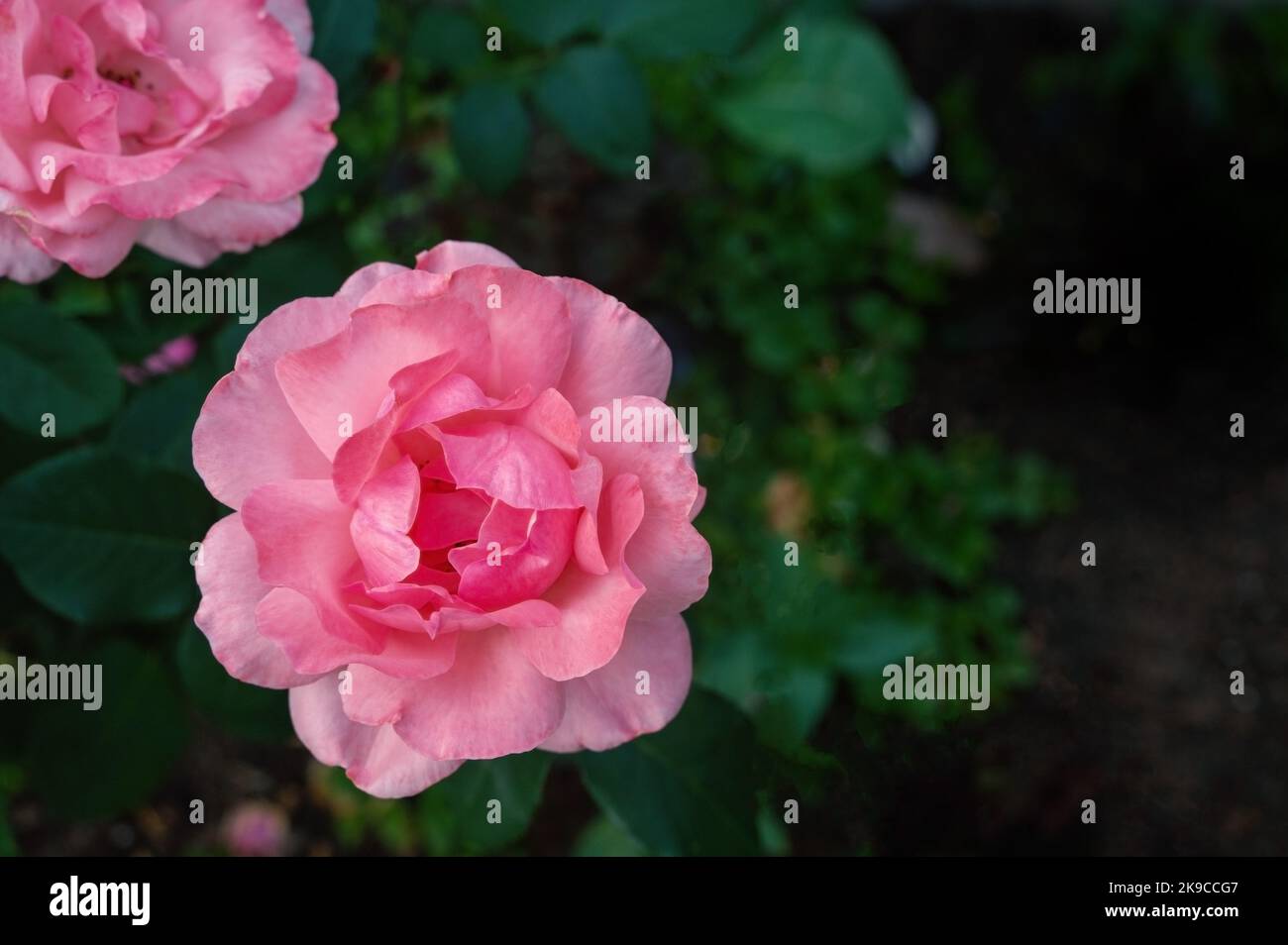 Pink rose in the garden at sunny day. Photo of an English bush of pale ...