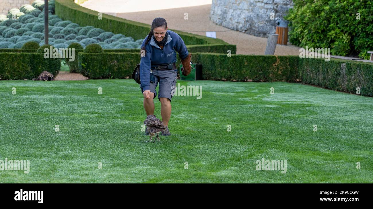 close up of a Pharaoh eagle-owl (Bubo ascalaphus) running across a ...