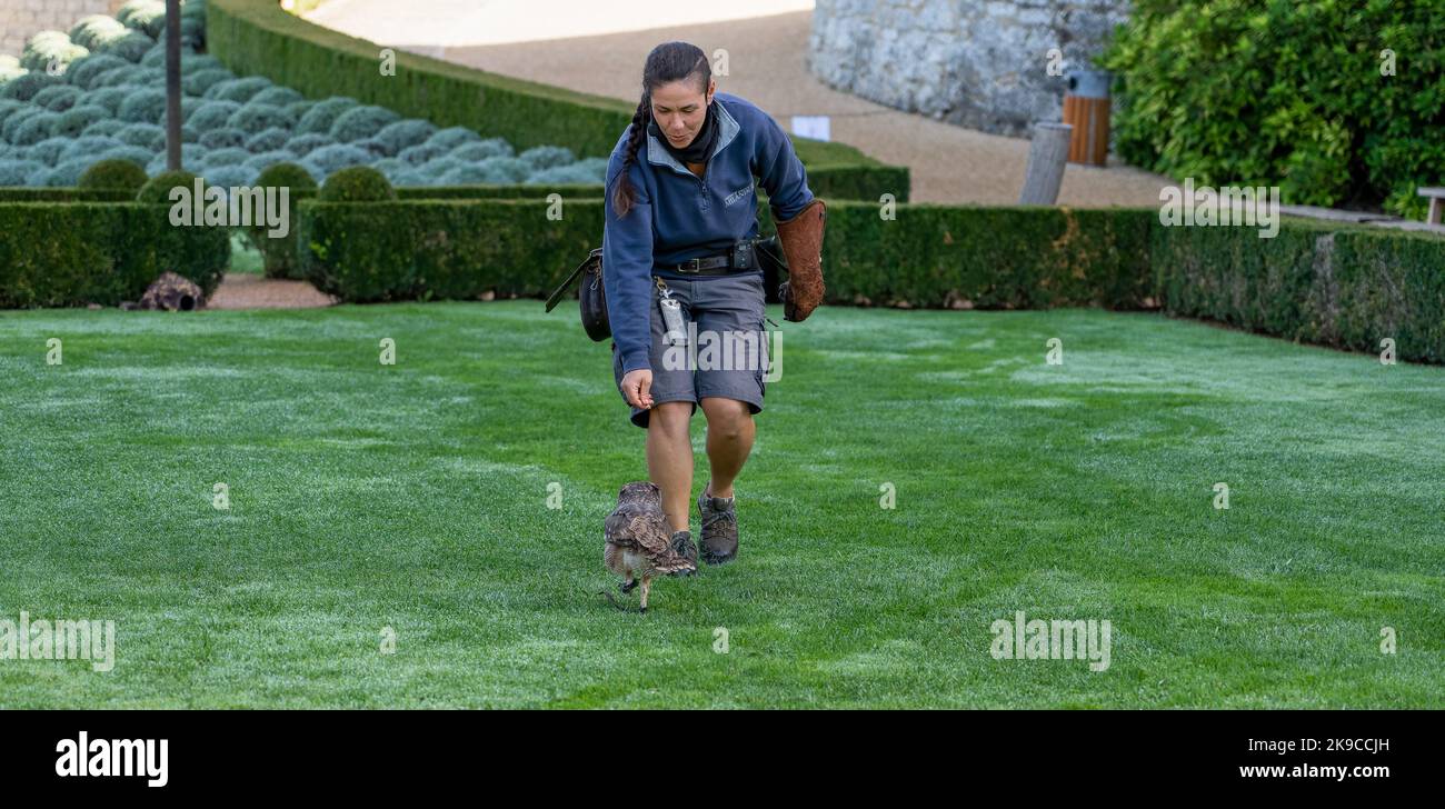 close up of a Pharaoh eagle-owl (Bubo ascalaphus) running across a ...