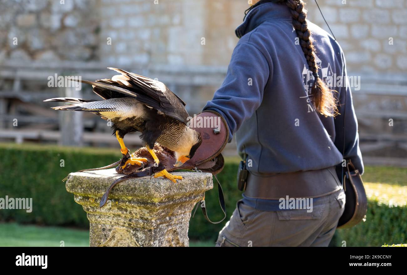 close up of a crested caracara (Caracara plancus) on the handler's ...