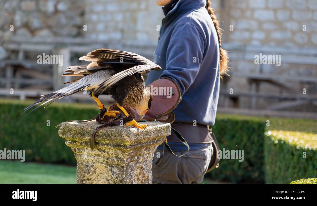 Caracara carrion hawk hi-res stock photography and images - Alamy
