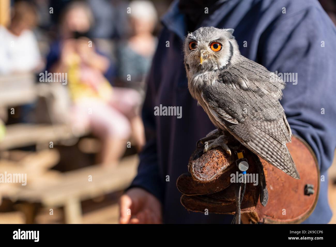 close-up of a Northern White Faced Owl (Ptilopsis leucotis Stock Photo - Alamy