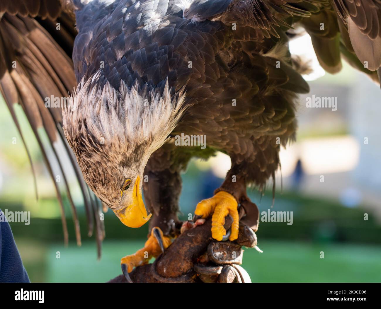 detailed close-up of a White tailed eagle (Haliaeetus albicilla ...