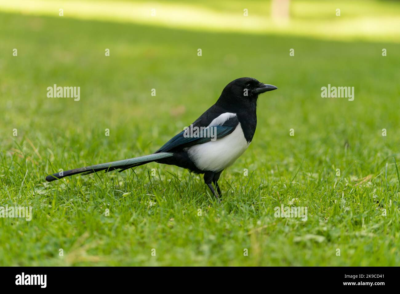 Magpie, Scientific name, Pica Pica. Adult Magpie with glossy plumage on ...
