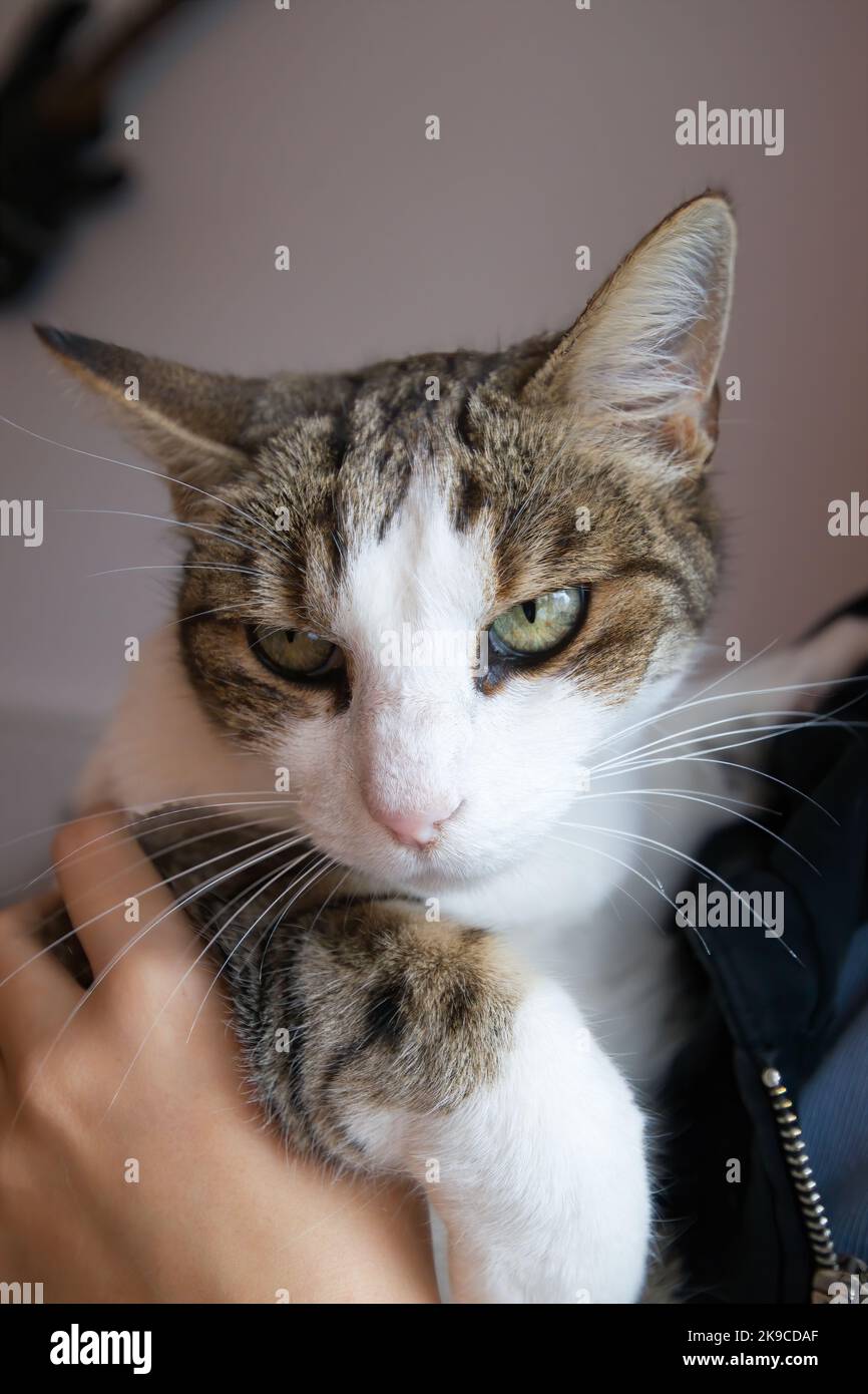 Grumpy cat in owner's arms Stock Photo - Alamy