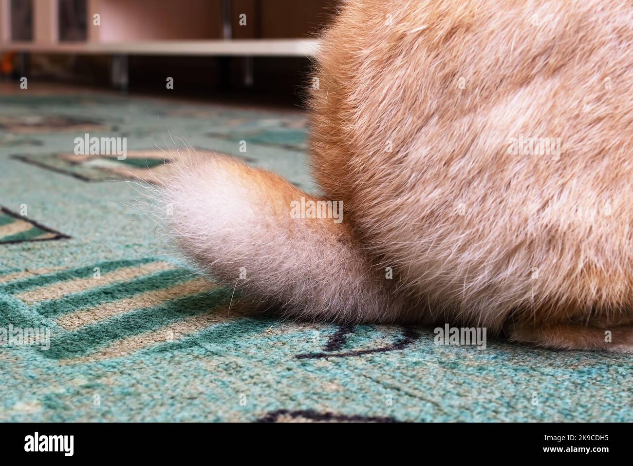 Fluffy tail of a red rabbit close up Stock Photo - Alamy