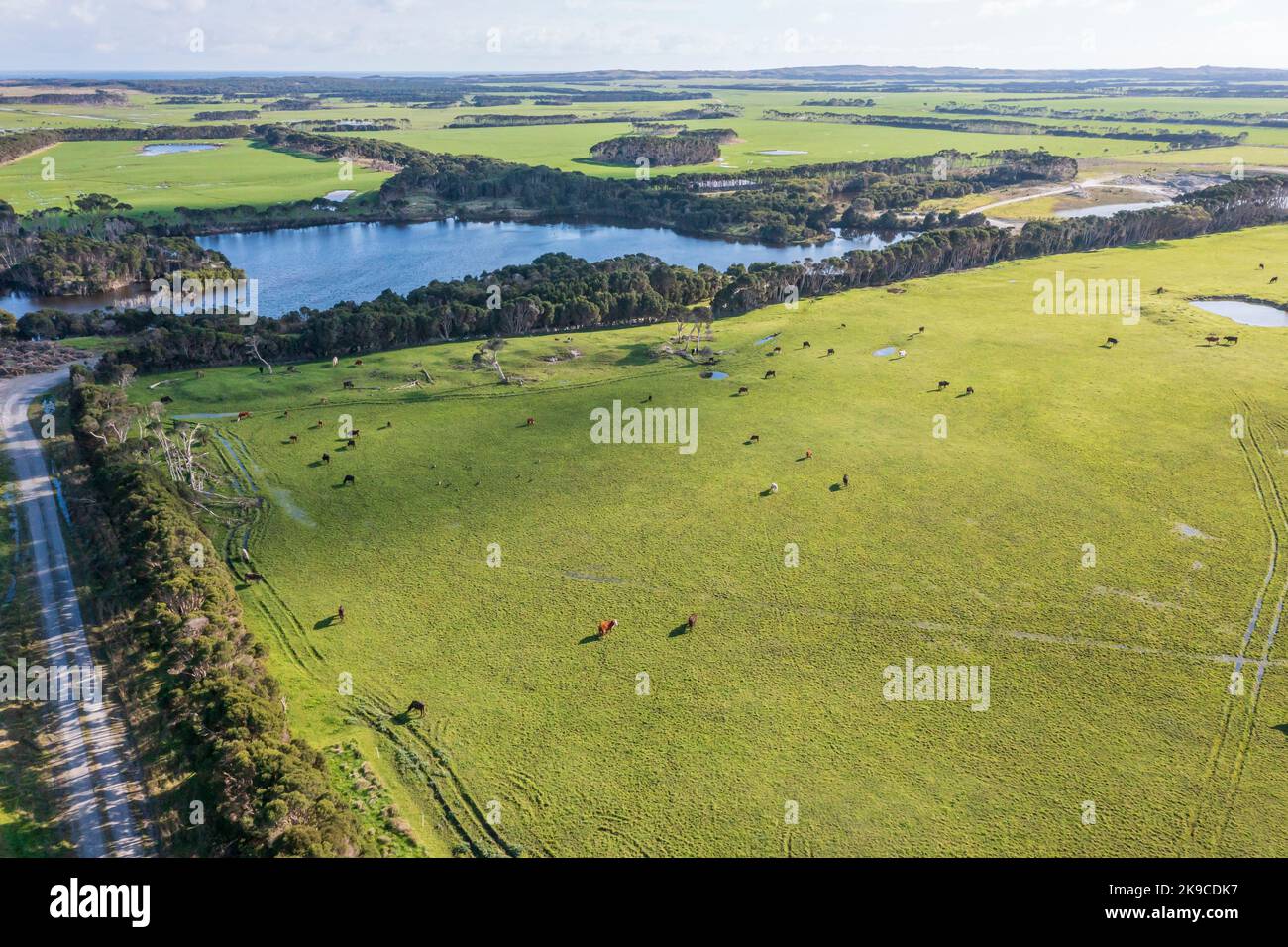 Drone aerial photograph of a herd of cows grazing in a large green ...