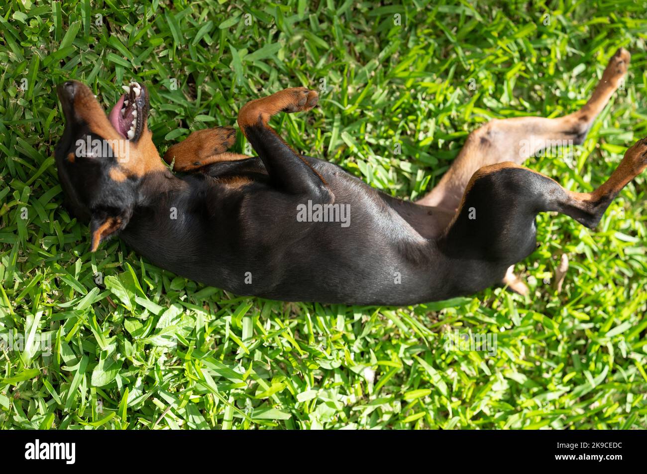 Pincher dog lay on grass background above top view Stock Photo - Alamy