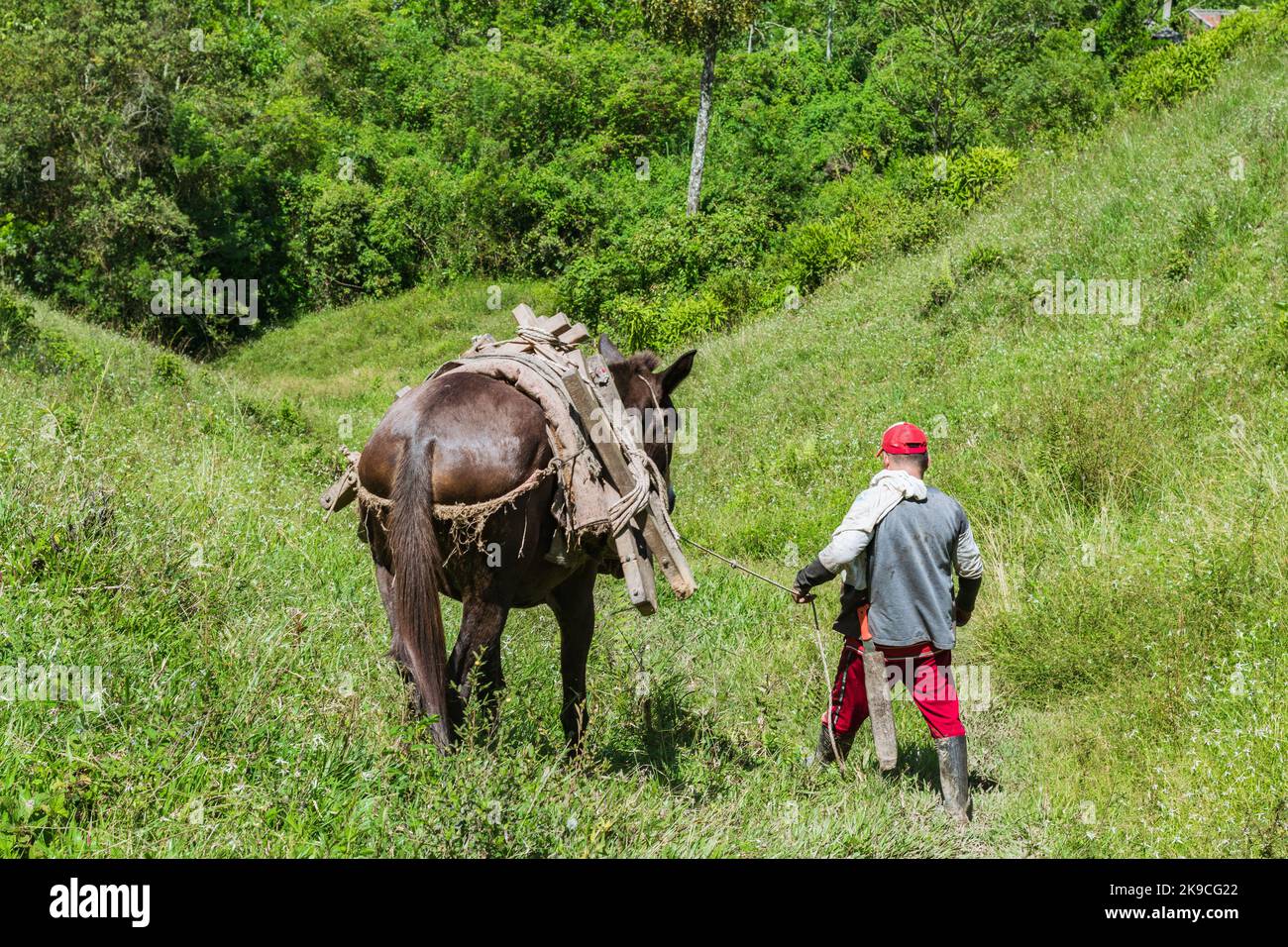 colombian farmer walking down a hill with his mule after carrying a ...