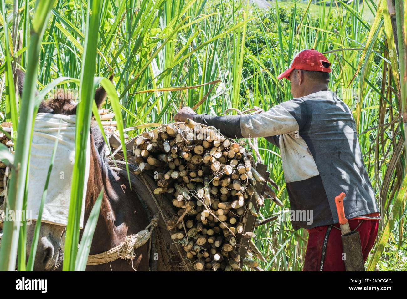 farmer tying the load of sugar cane that is mounted on the mule. brown ...