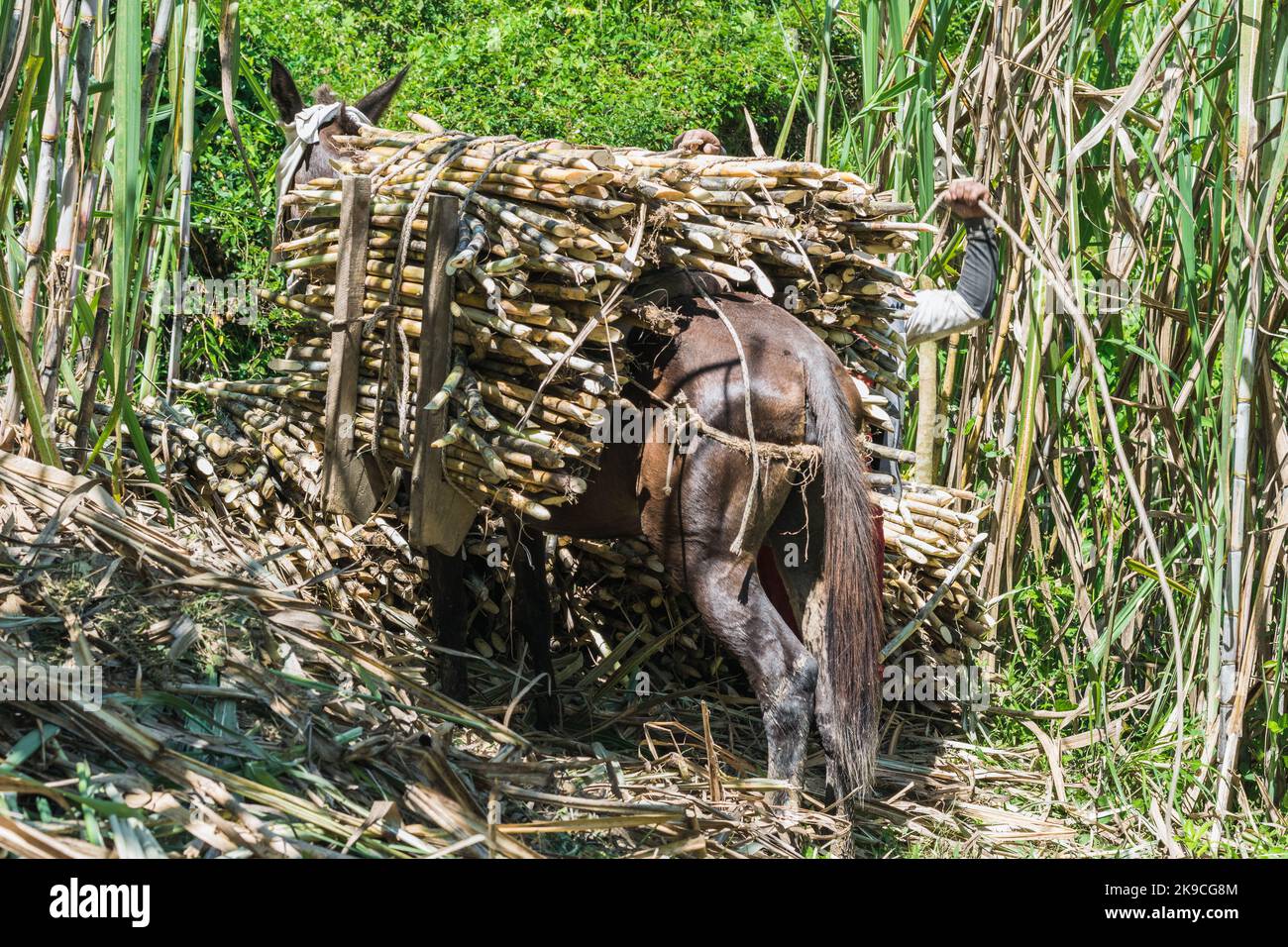 mule loaded with a large load of sugar cane, ready to transport the ...